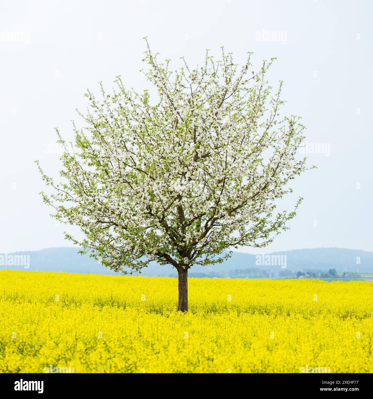 Blooming cherry trees in hi-res stock photography and images - Alamy
