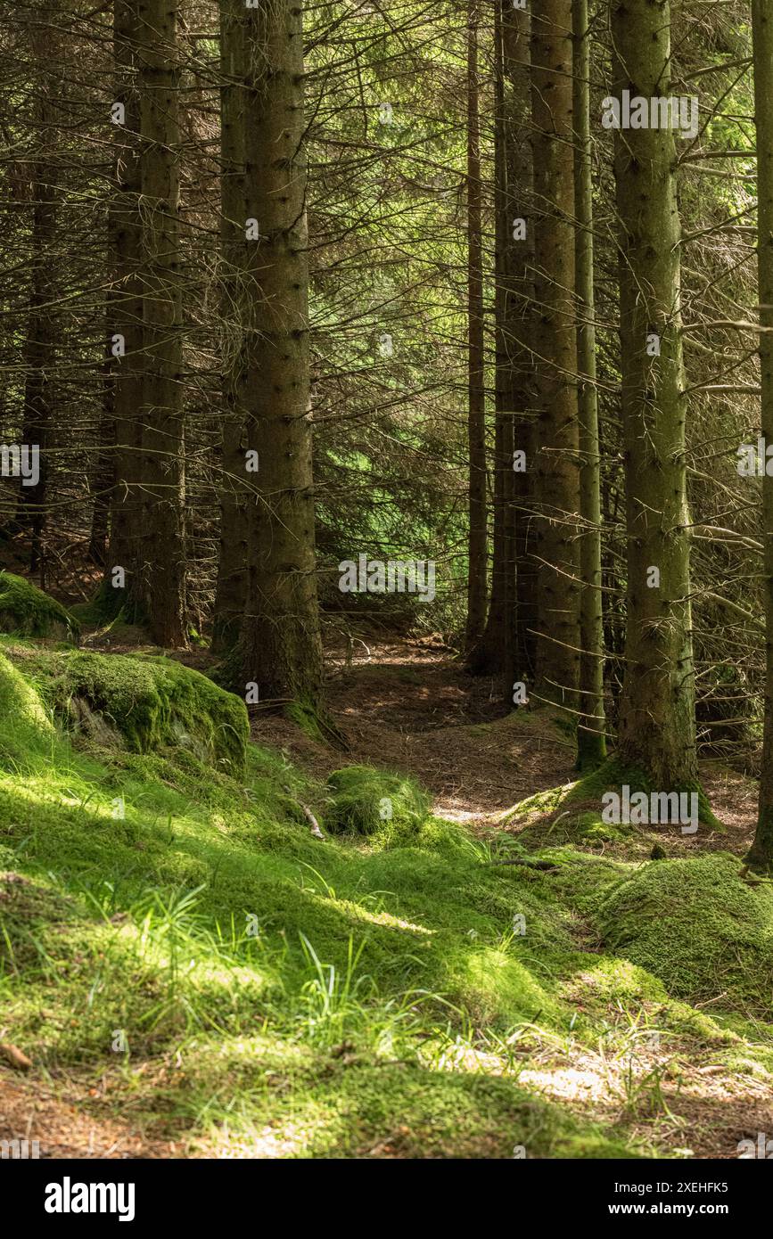 Path trough a green forest Stock Photo - Alamy