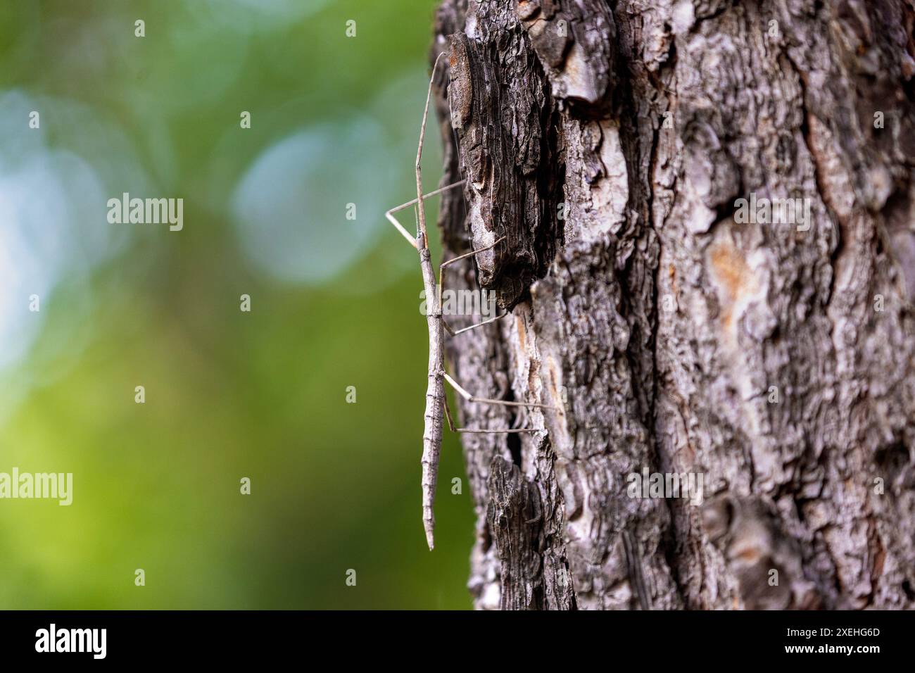 Bacillus biology hi-res stock photography and images - Alamy