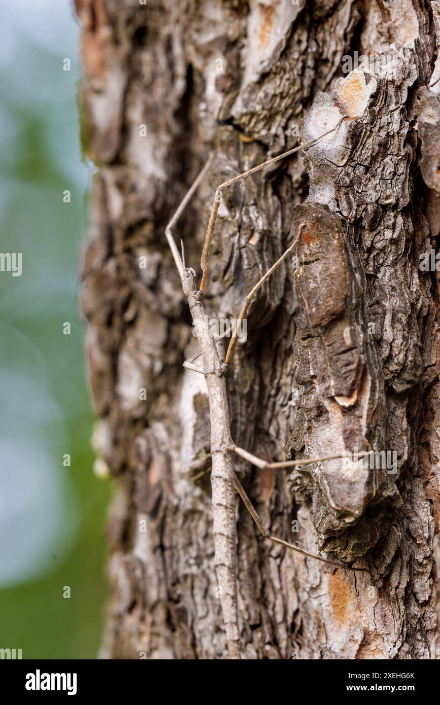 The European stick insect (Bacillus rossius) on a pine tree Stock Photo ...