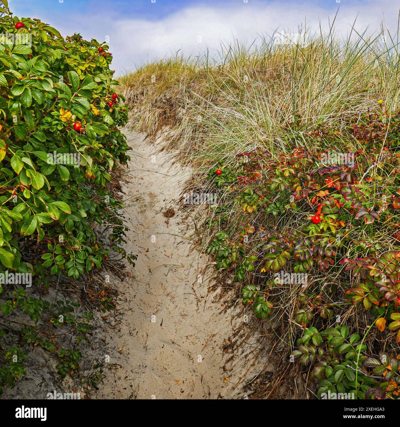 Buschgebiet hi-res stock photography and images - Alamy