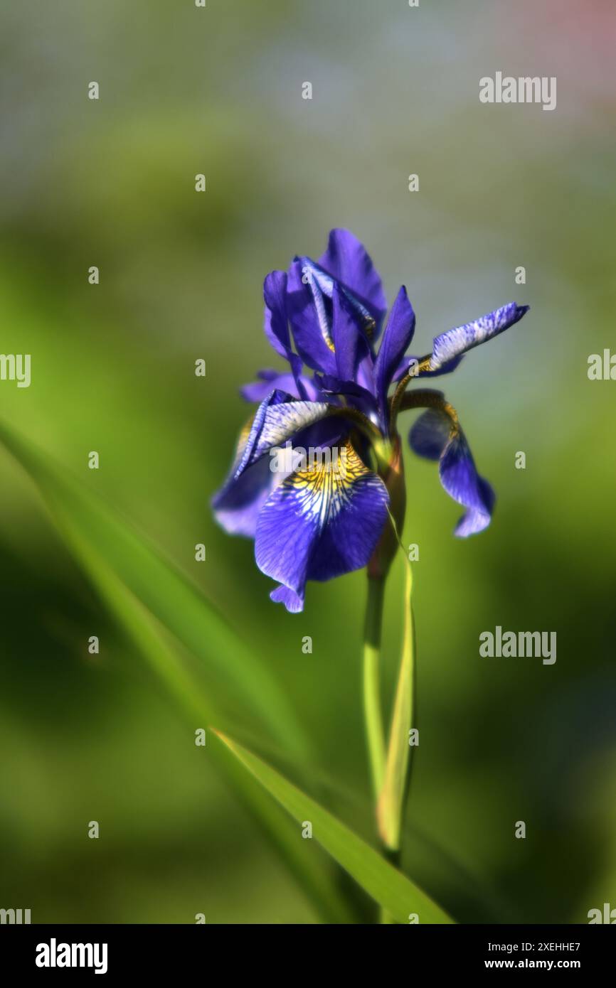 Iris sanguinea hi-res stock photography and images - Alamy