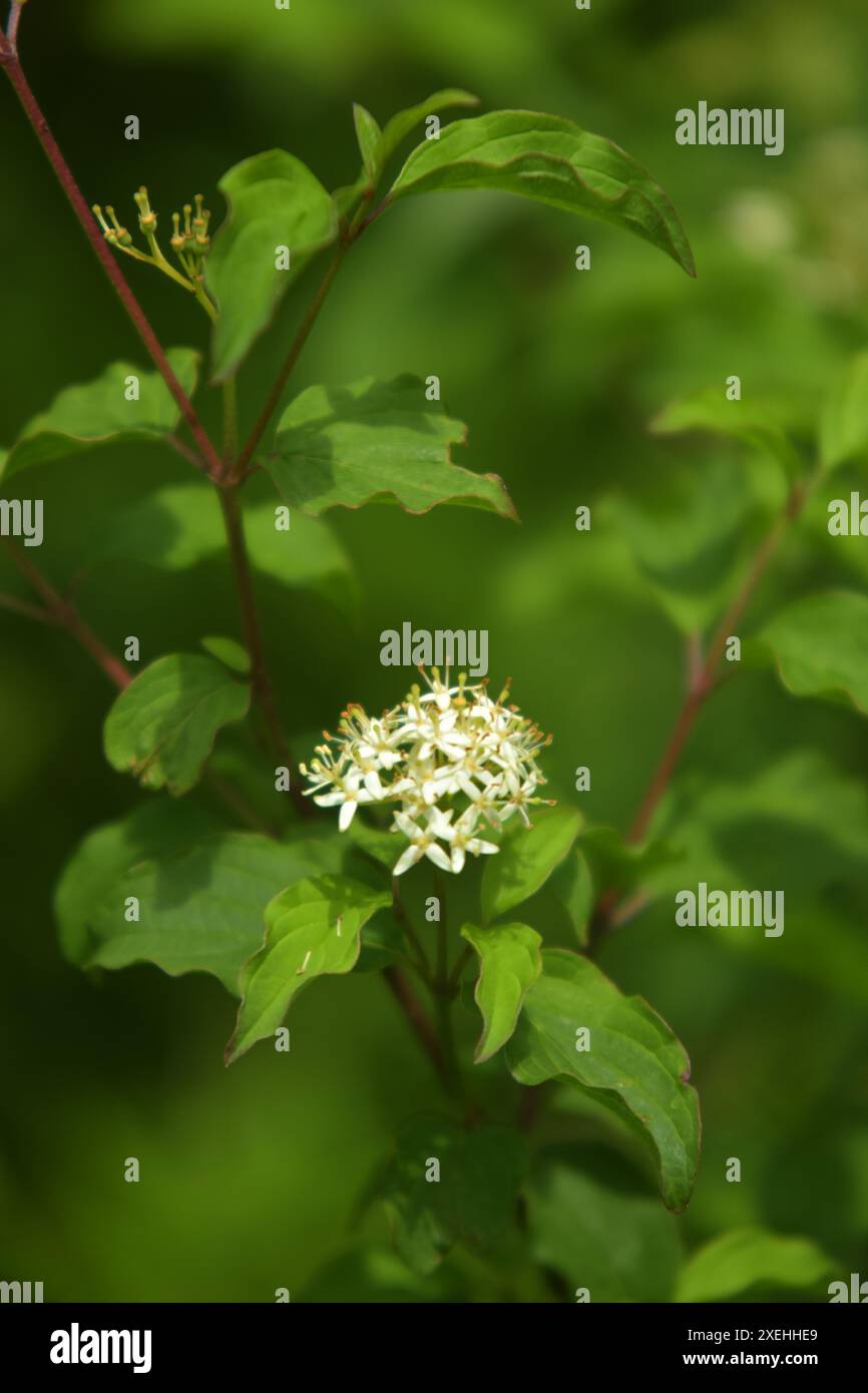 Hartba mken hi-res stock photography and images - Alamy