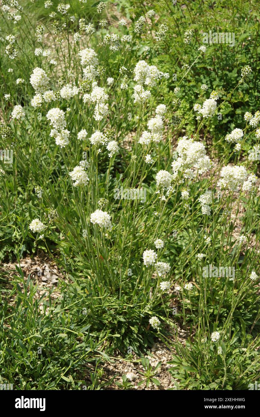 Kleiner strahlensame hi-res stock photography and images - Alamy