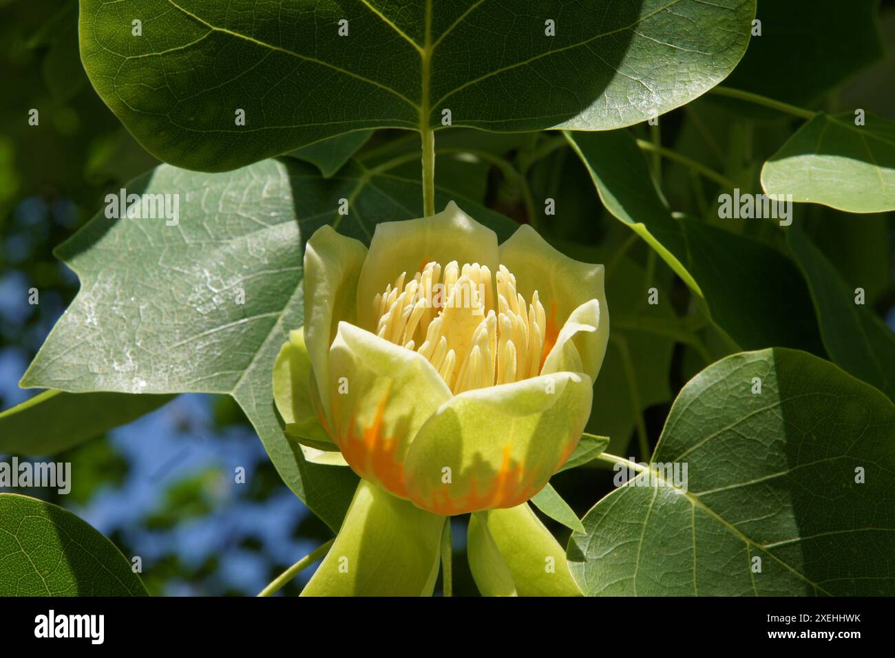 Liriodendron tulipifera, tulip tree Stock Photo - Alamy