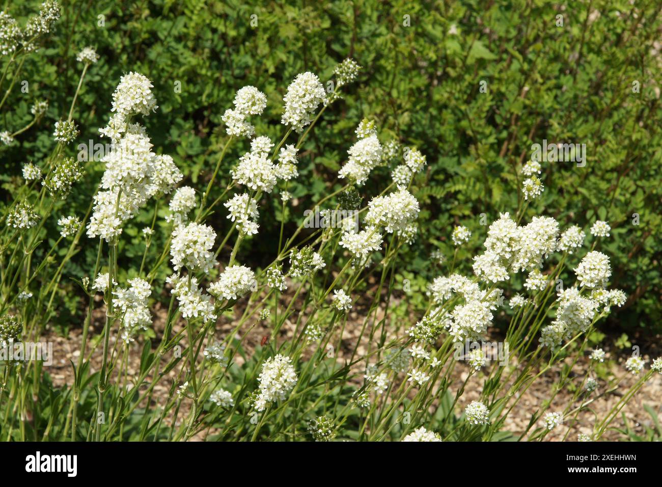 Pink campion silene latifolia hi-res stock photography and images - Alamy