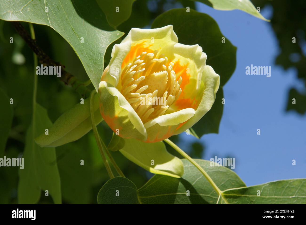 Liriodendron tulipifera, tulip tree Stock Photo - Alamy