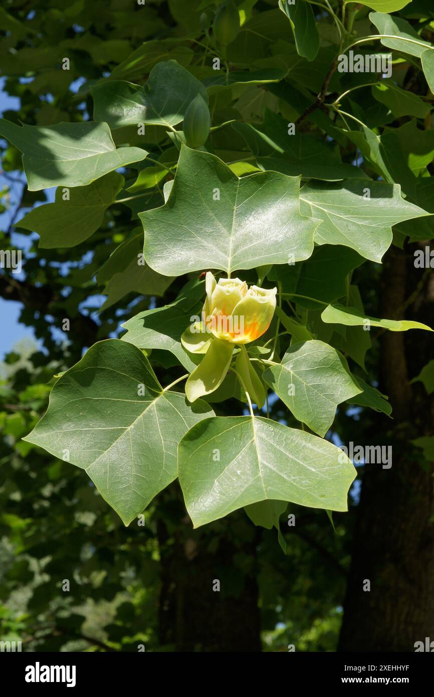 Liriodendron tulipifera, tulip tree Stock Photo - Alamy