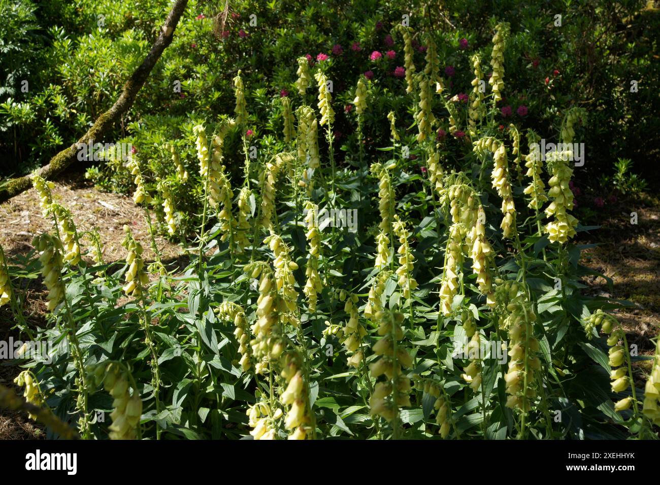 Digitalis grandiflora, yellow foxglove Stock Photo - Alamy