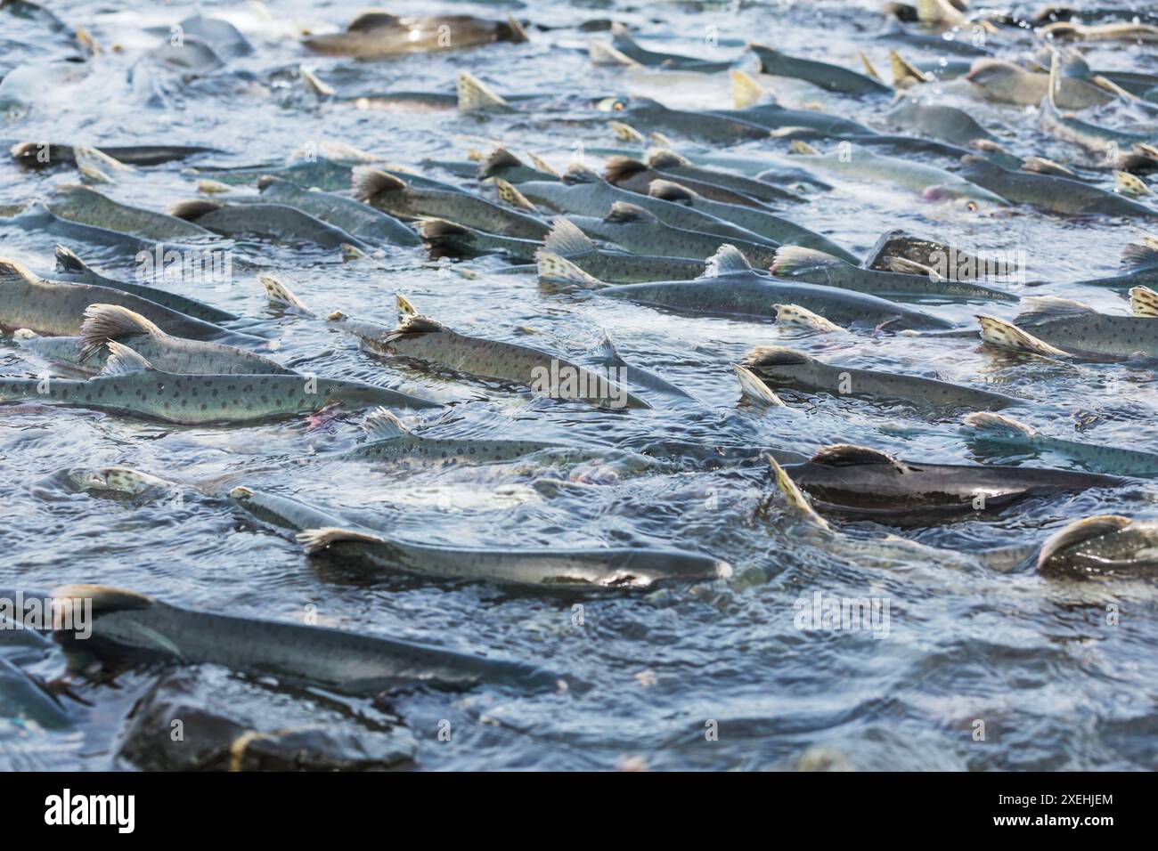 Spawning salmon underwater view hi-res stock photography and images - Alamy