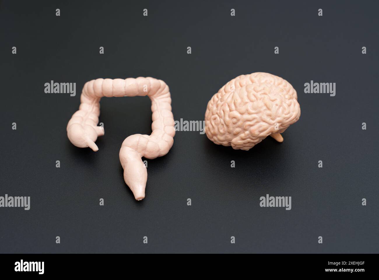 Realistic brain and large intestine models placed side by side on a ...
