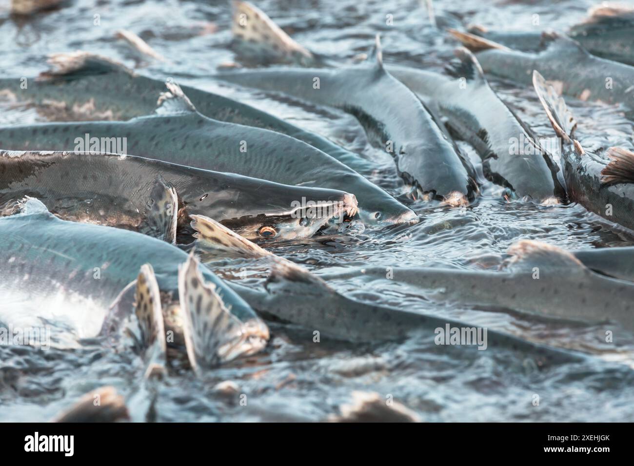 Spawning salmon underwater view hi-res stock photography and images - Alamy