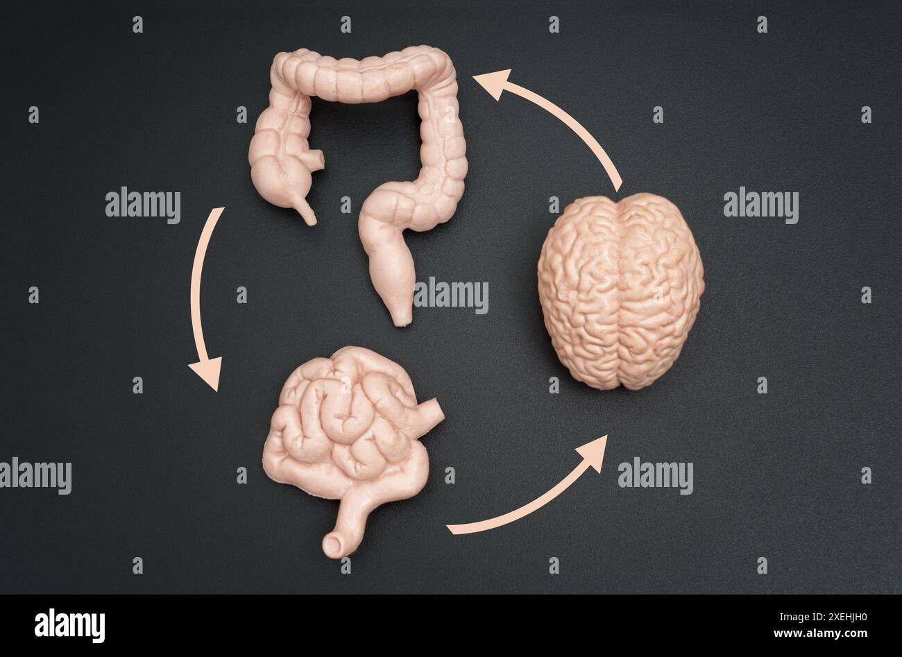 Conceptual illustration of brain-gut interaction, showing realistic ...