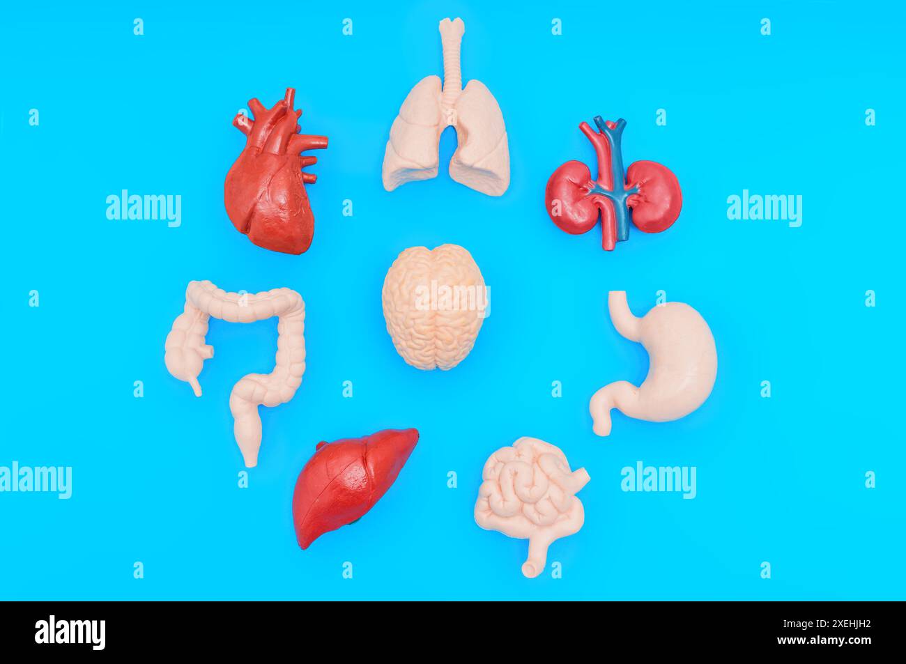 Assortment of realistic human organ models including heart, lungs ...