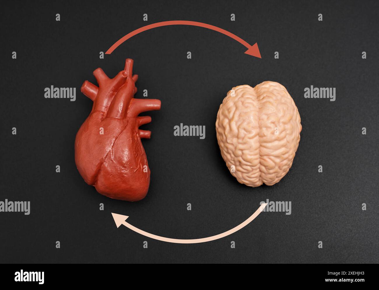 Anatomical models of human brain and heart isolated on a black ...