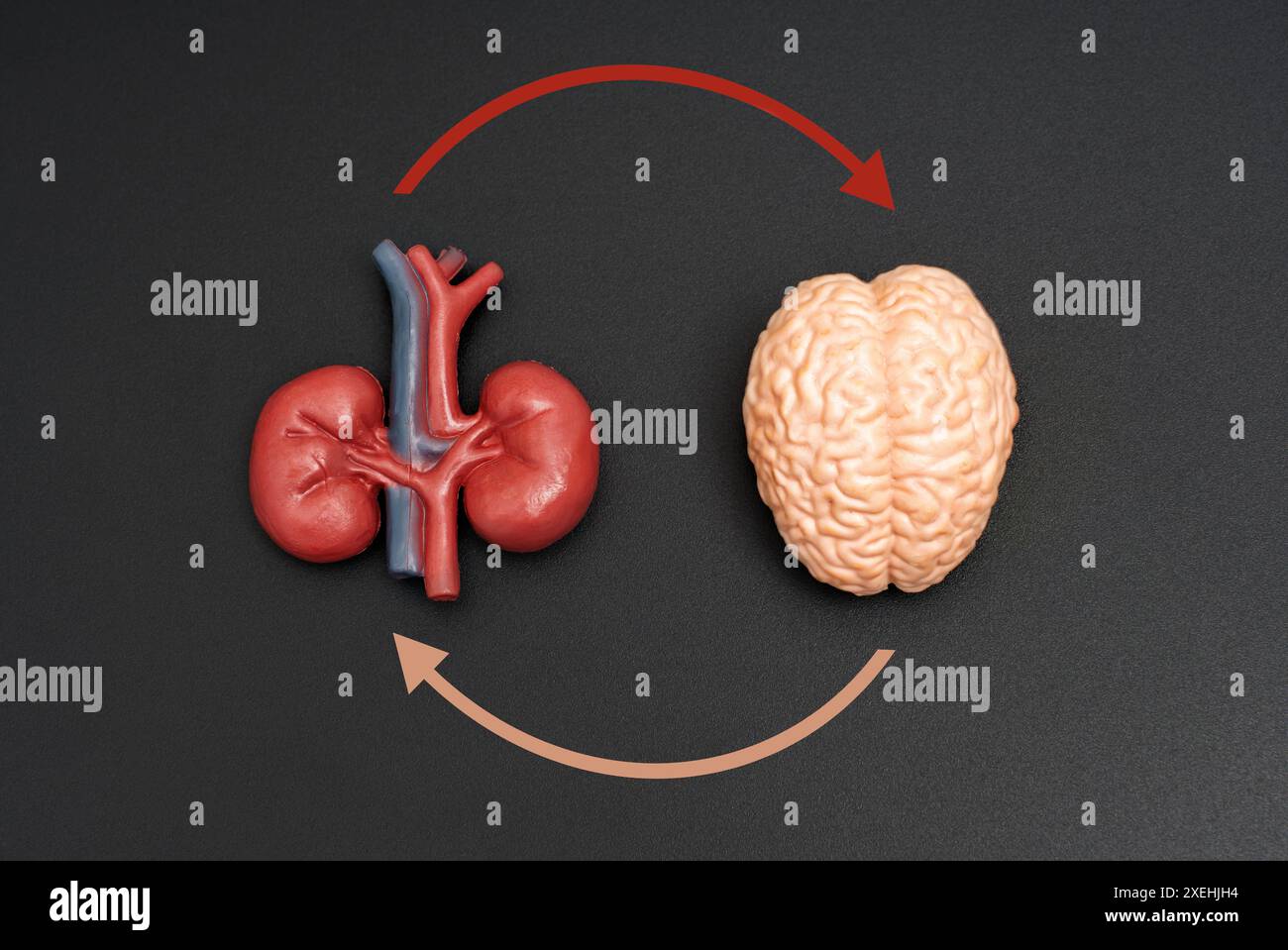Detailed anatomical model of brain and kidney interconnected by ...