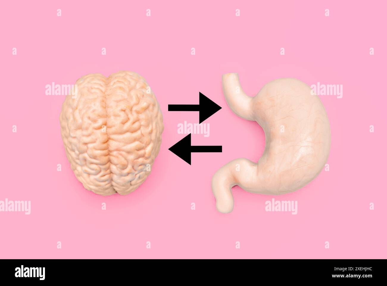 Anatomical models of human brain and stomach on a pink background ...
