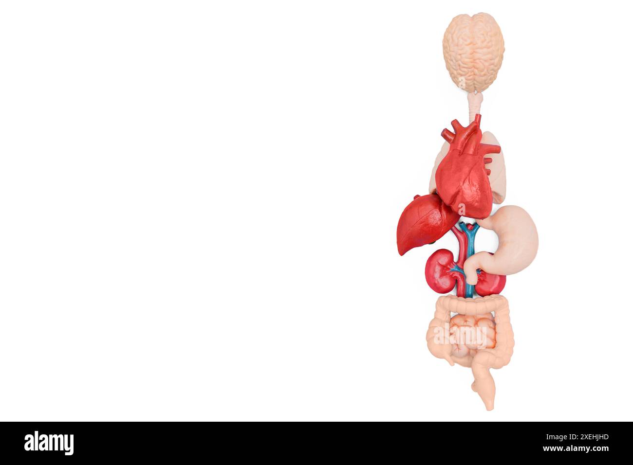 Set of anatomical models representing major human organs, arranged ...