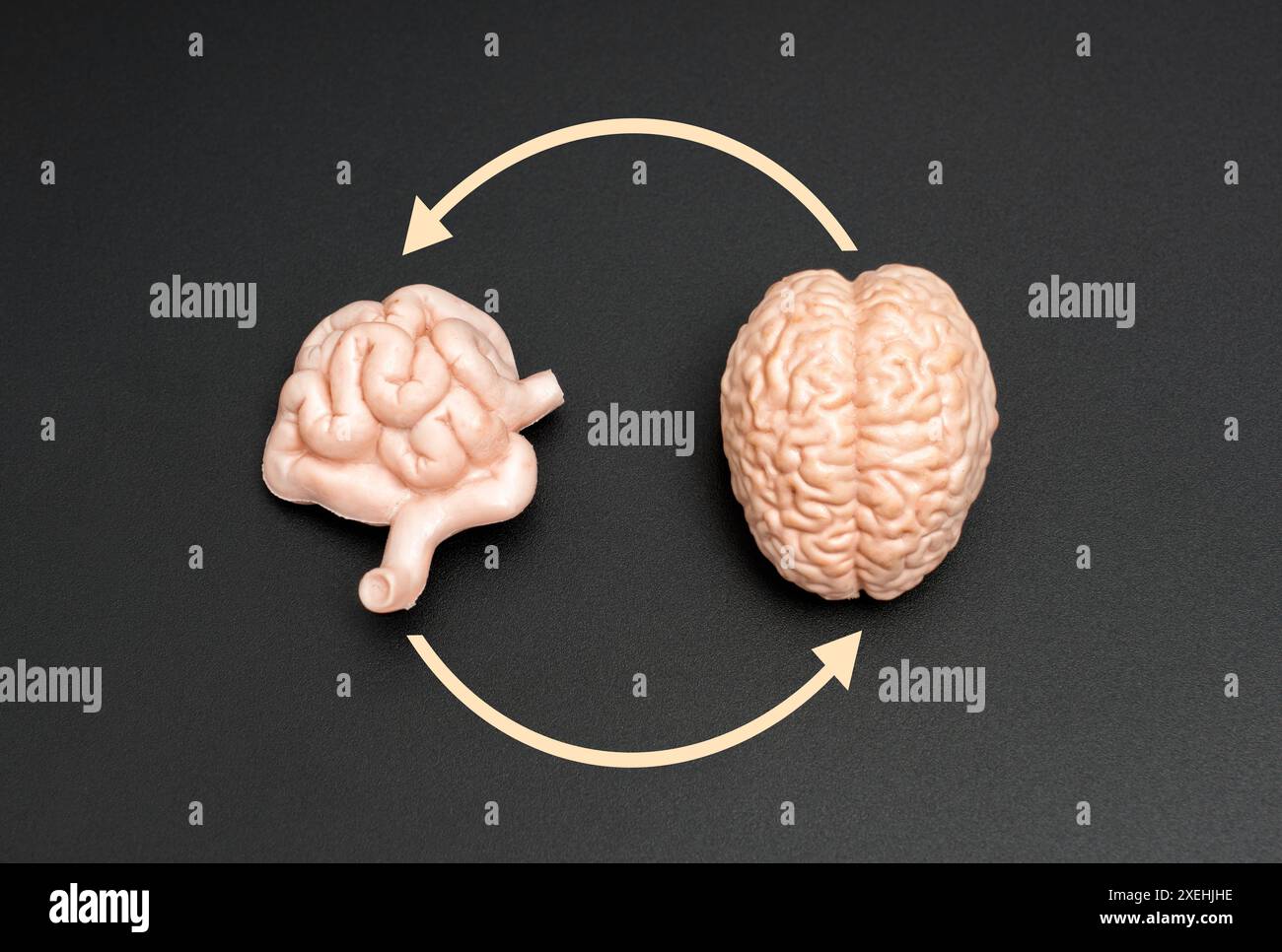 Visual illustration of gut-brain axis concept, showing realistic brain ...