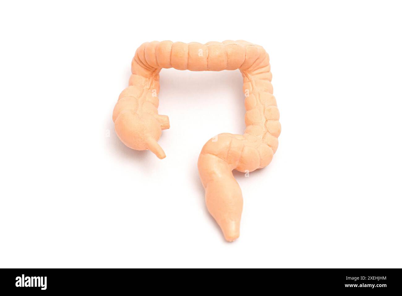 Detailed anatomical model of the human large intestine displayed ...