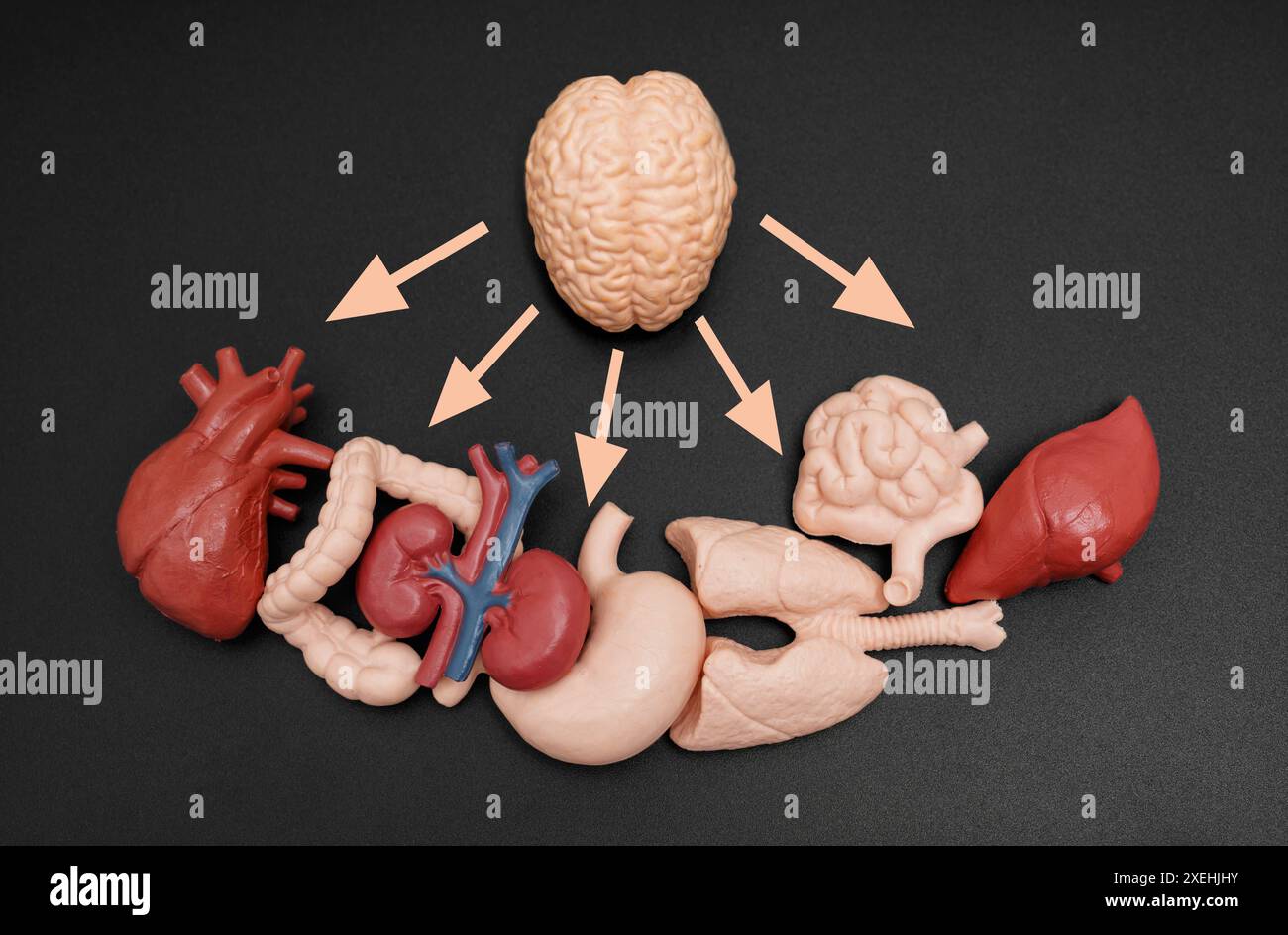 Anatomical model of the brain and various organs with outward-pointing arrows, highlighting the ...