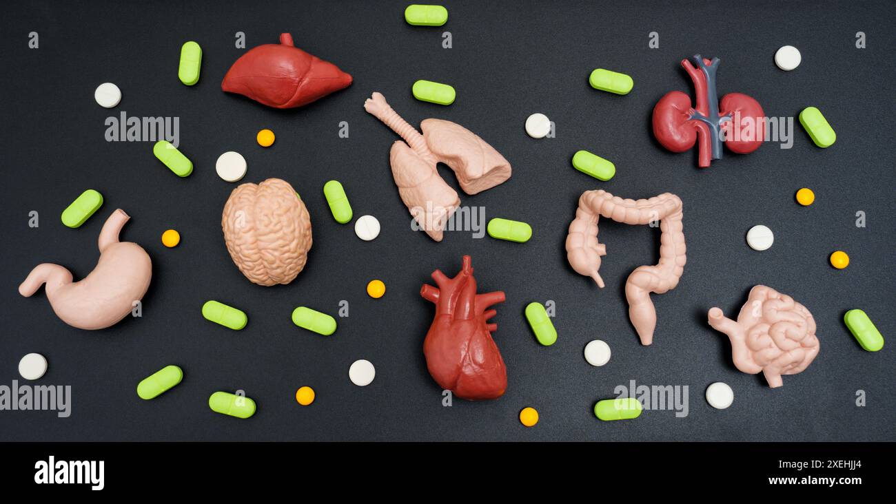 Collection of anatomically accurate human organs models placed among ...