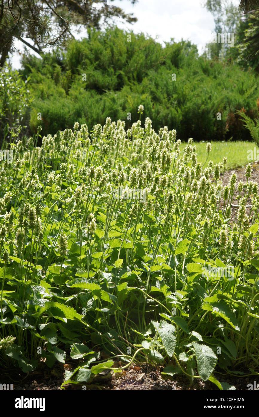 Yellow betony stachys betonica hi-res stock photography and images - Alamy
