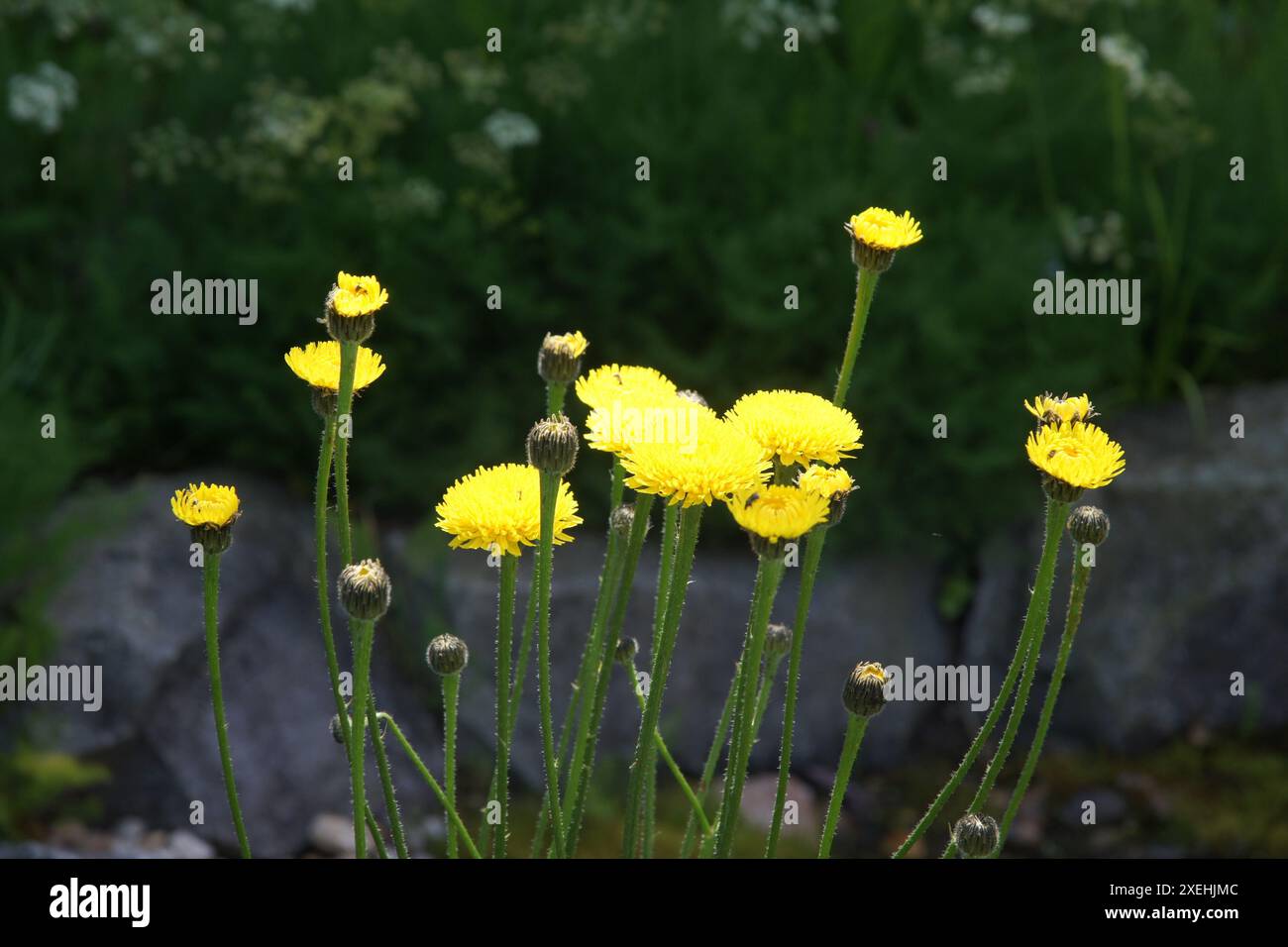 Spotted cats ear hi-res stock photography and images - Alamy