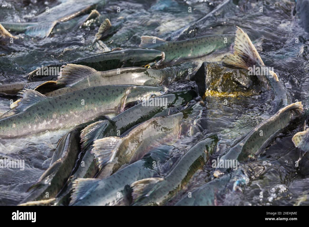 Silver salmon underwater hi-res stock photography and images - Alamy