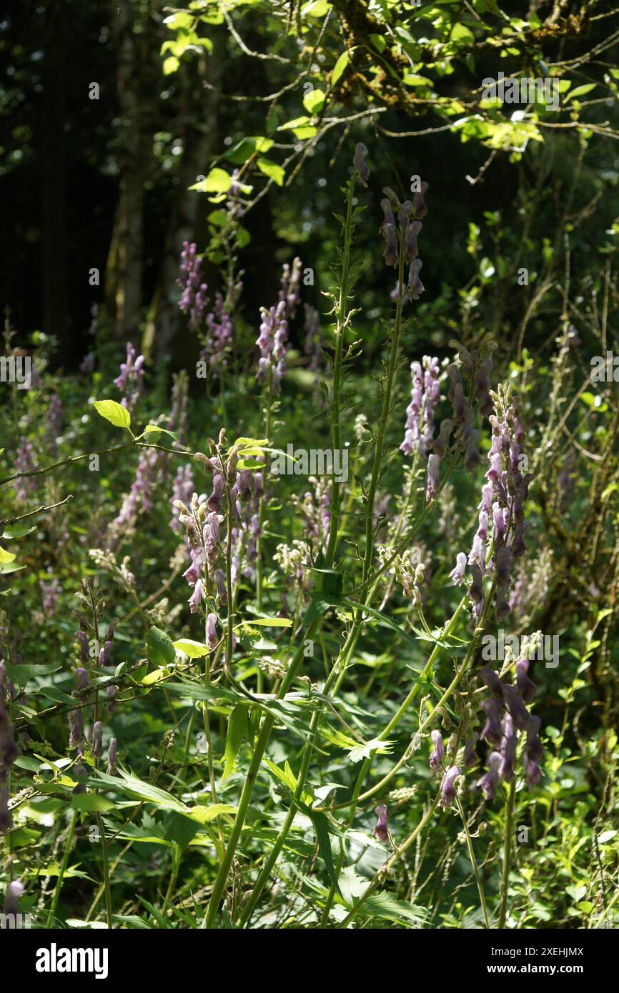 Aconitum napellus, aconite Stock Photo - Alamy