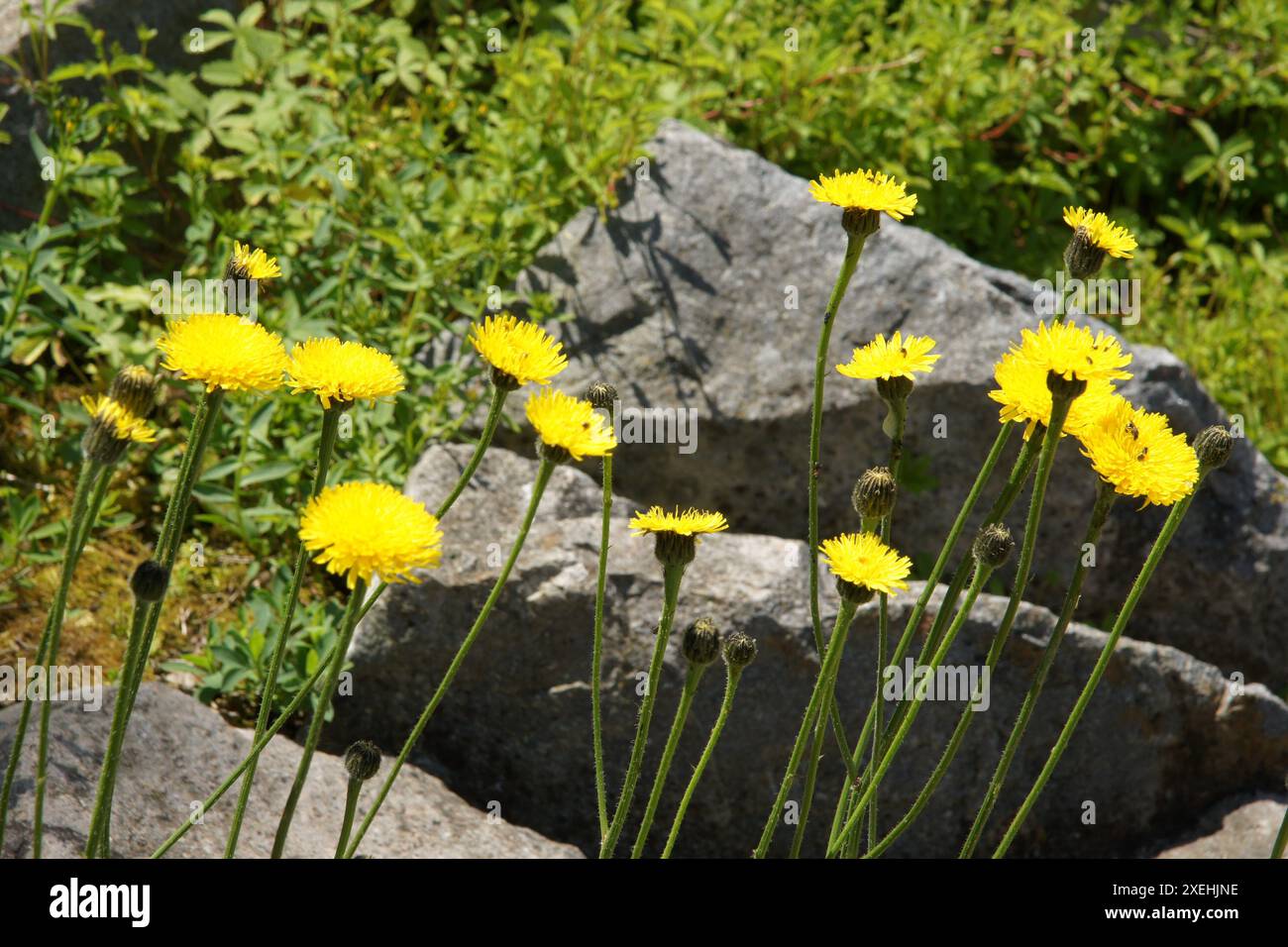 Spotted cats ear hi-res stock photography and images - Alamy
