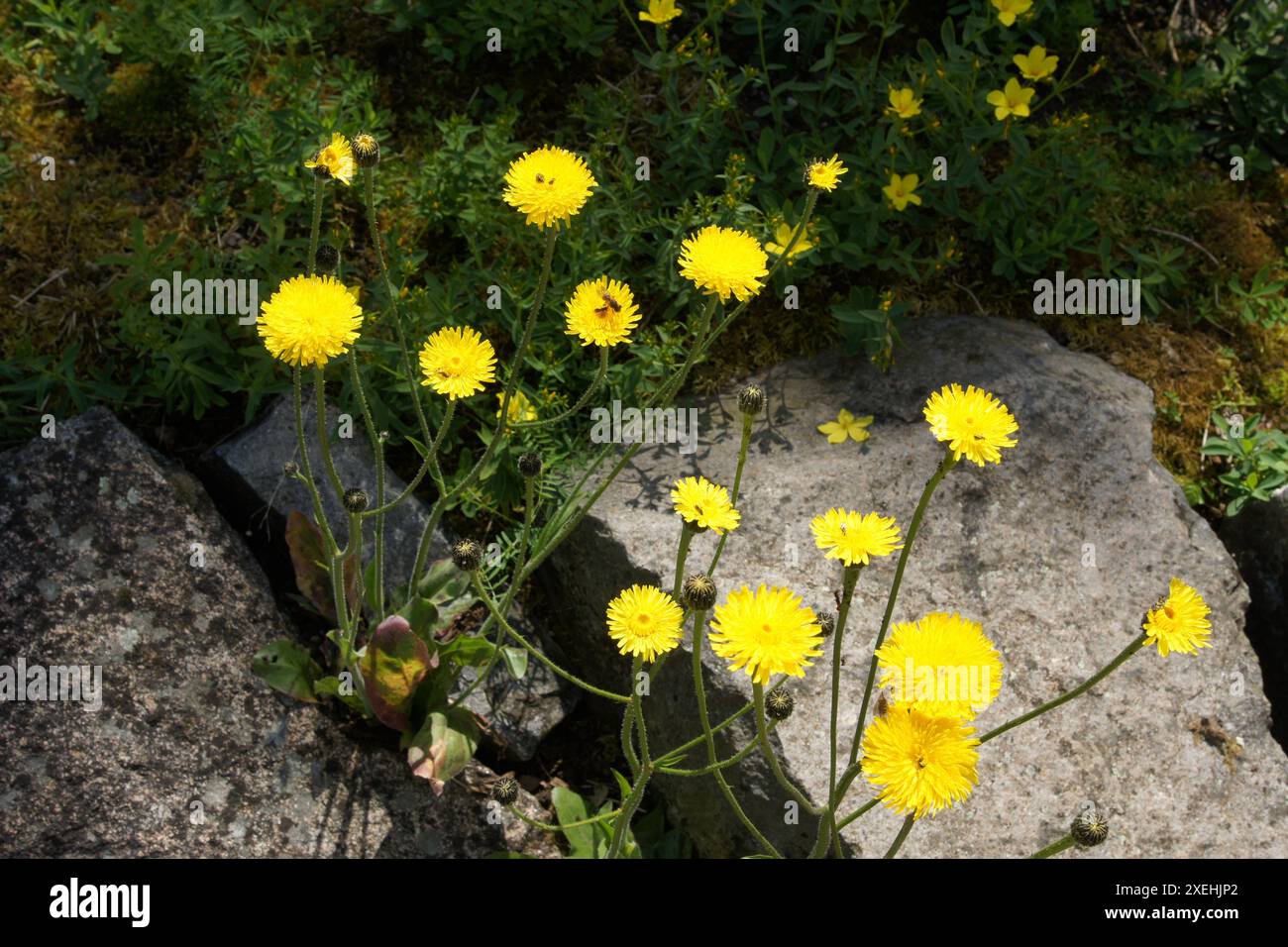 Hypochaeris maculata, spotted cats-ear Stock Photo - Alamy