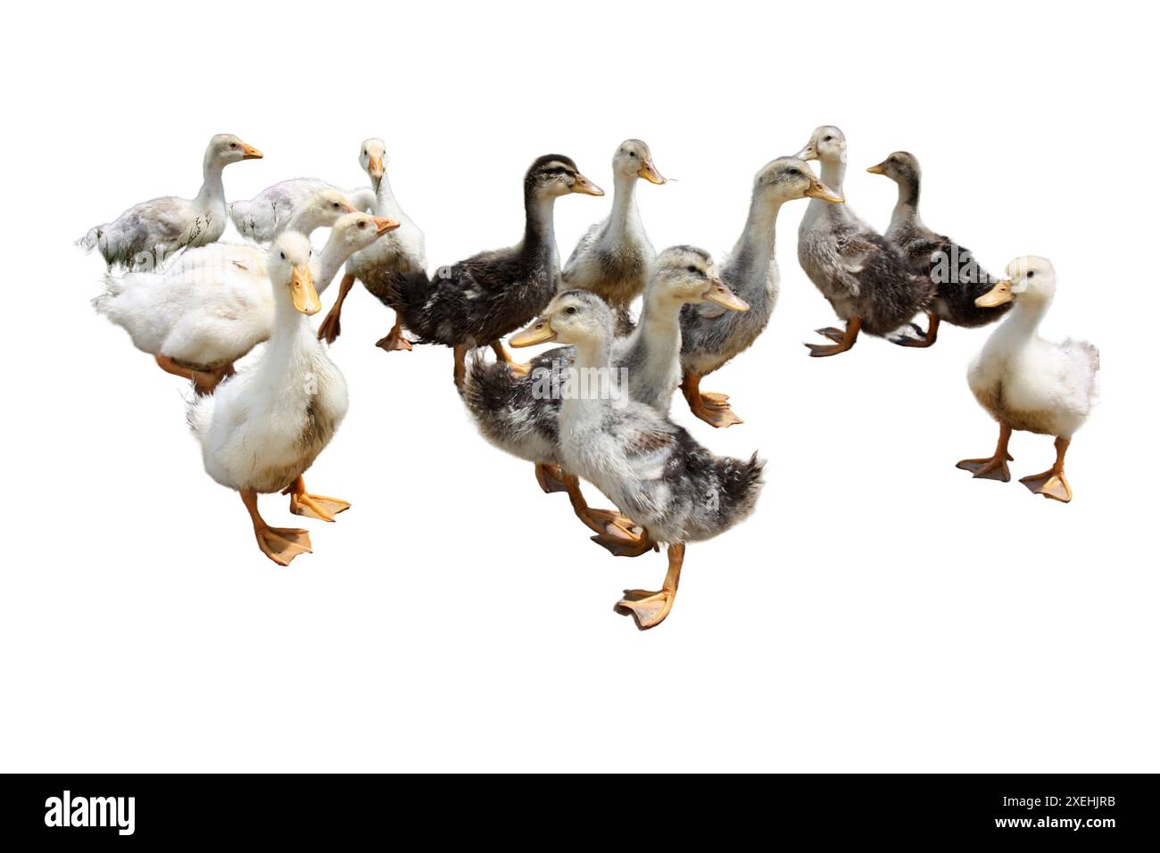 Cute fluffy ducklings on white background Farm animals Stock Photo - Alamy