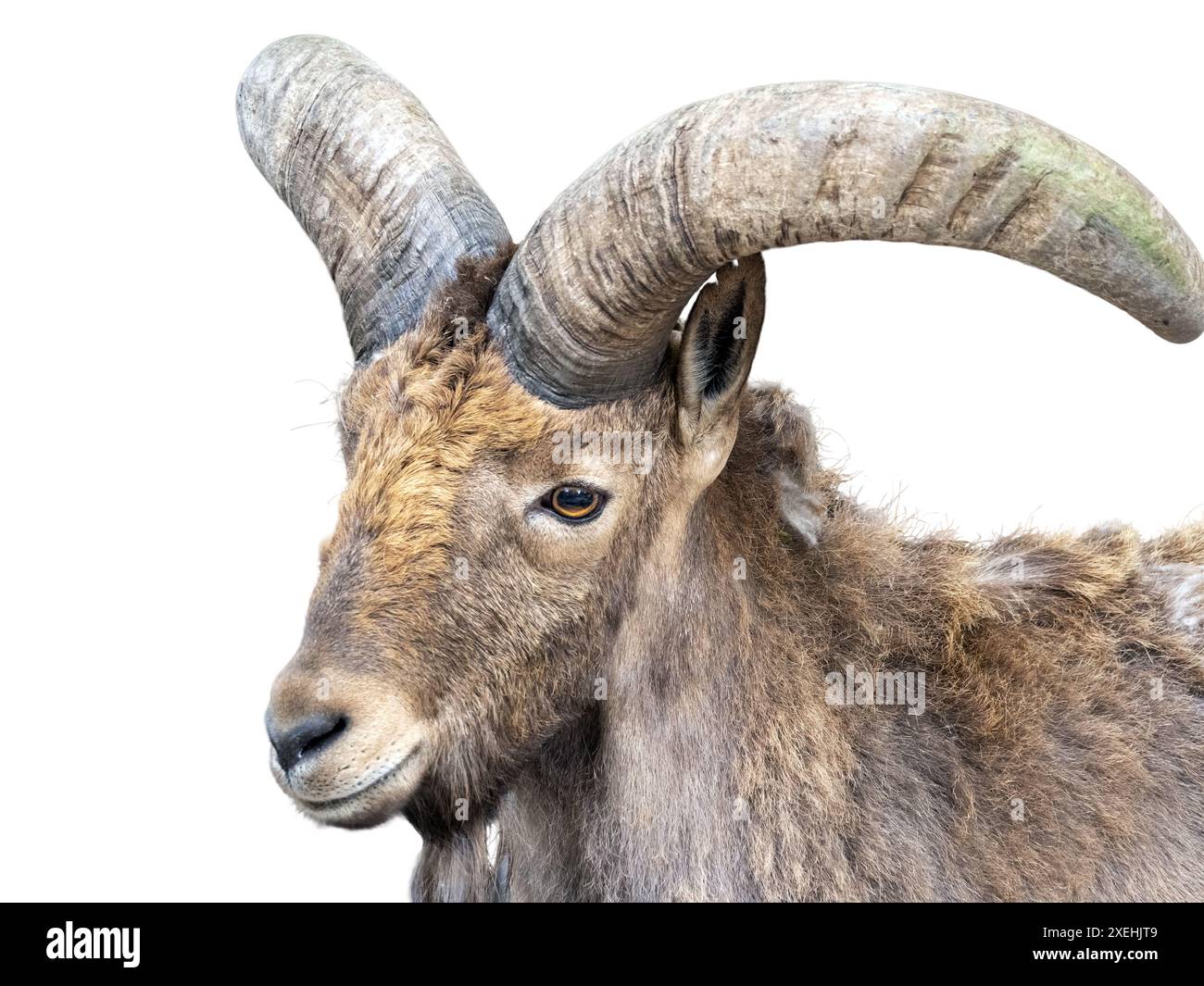 Young alpine ibex male on the top of the mountain isolated on white ...