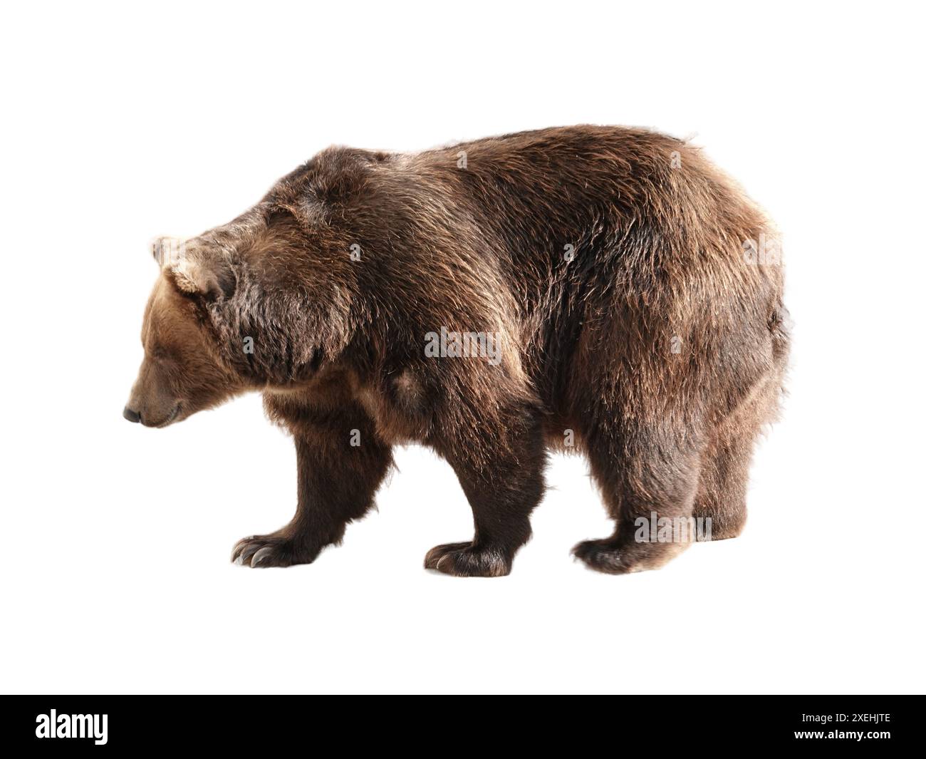 Big brown bear isolated on white background Stock Photo - Alamy