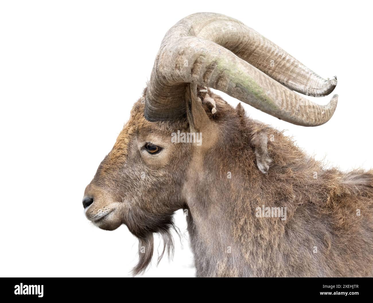 Young alpine ibex male on the top of the mountain isolated on white ...