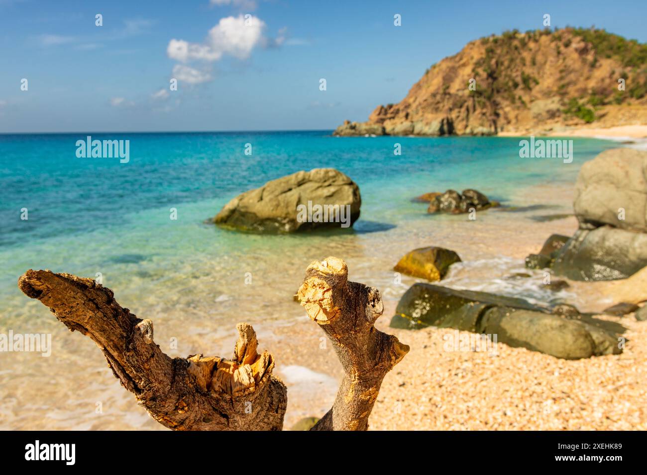 Close-up photo of a lot of shells at the beach in Saint Barthelemy (St ...