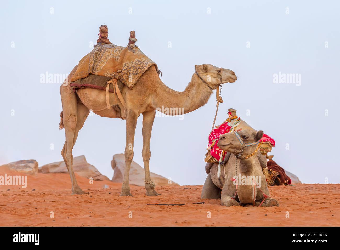 Camels with saddle in Jordan desert Stock Photo - Alamy