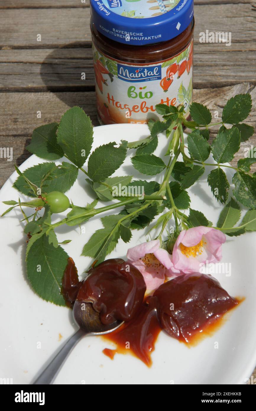 Rosehip shrub rose hips hi-res stock photography and images - Alamy