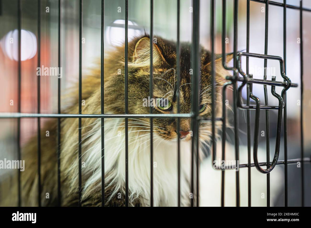 Fluffy cat in a cage Stock Photo - Alamy