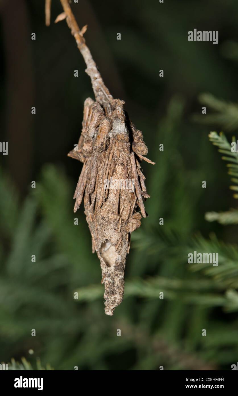 Bagworm cocoon Thyridopteryx ephemeraeformis insect nature Springtime ...