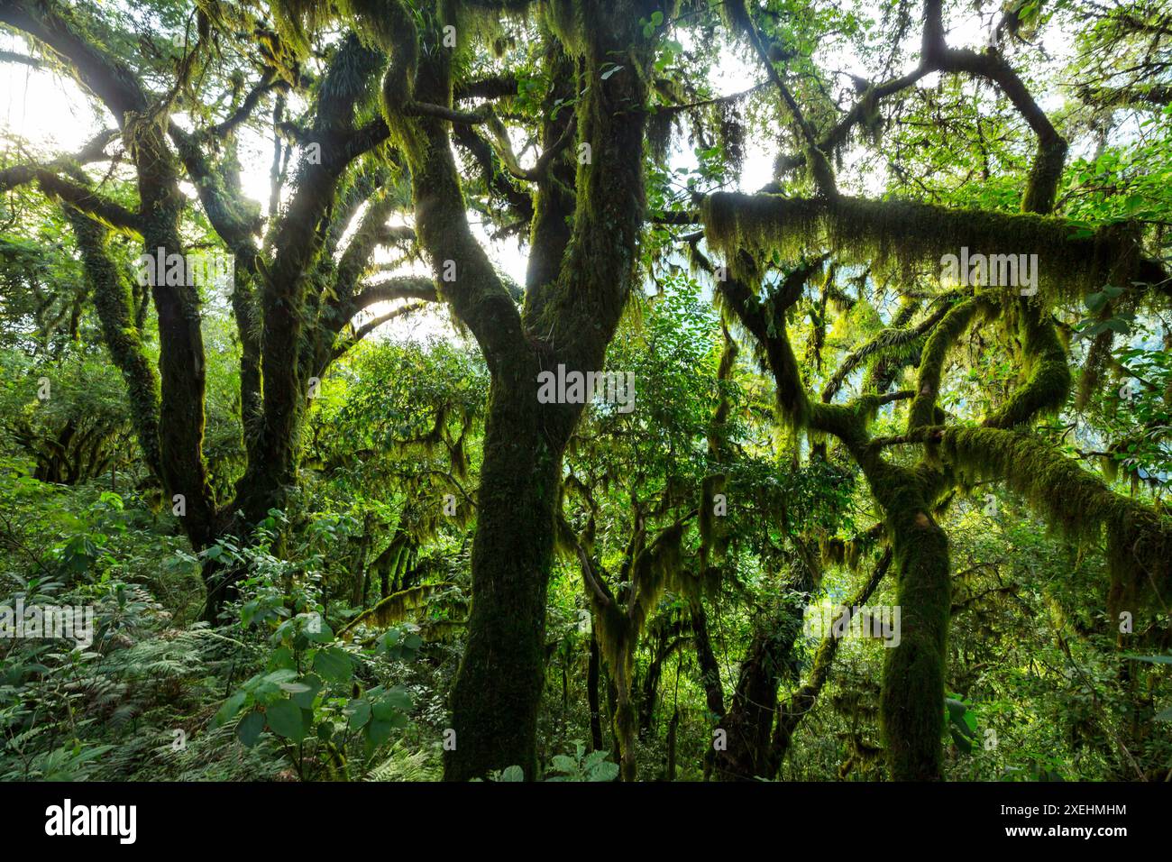 Hoh rain forest hike hi-res stock photography and images - Alamy