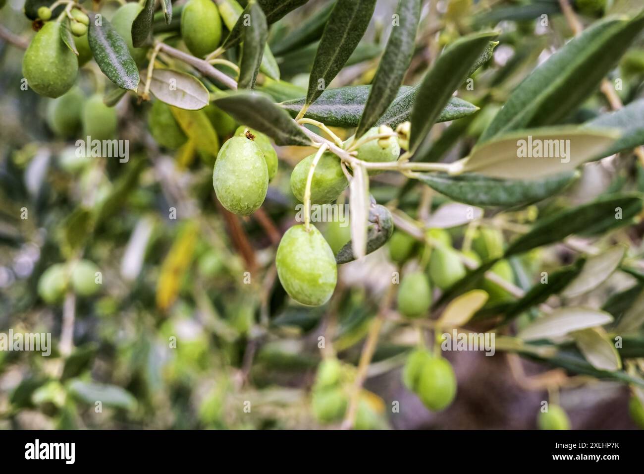 Detail of green olives on an olive tree in nature Stock Photo - Alamy