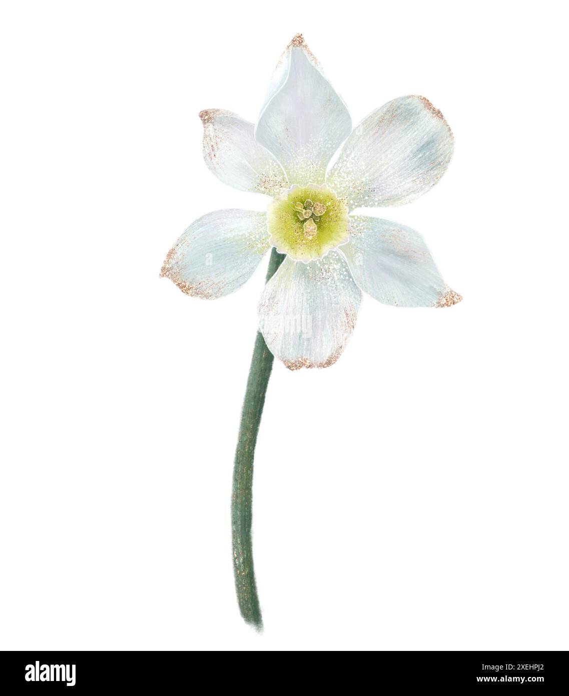 Elegant white flower illustration with six petals and green stem ...