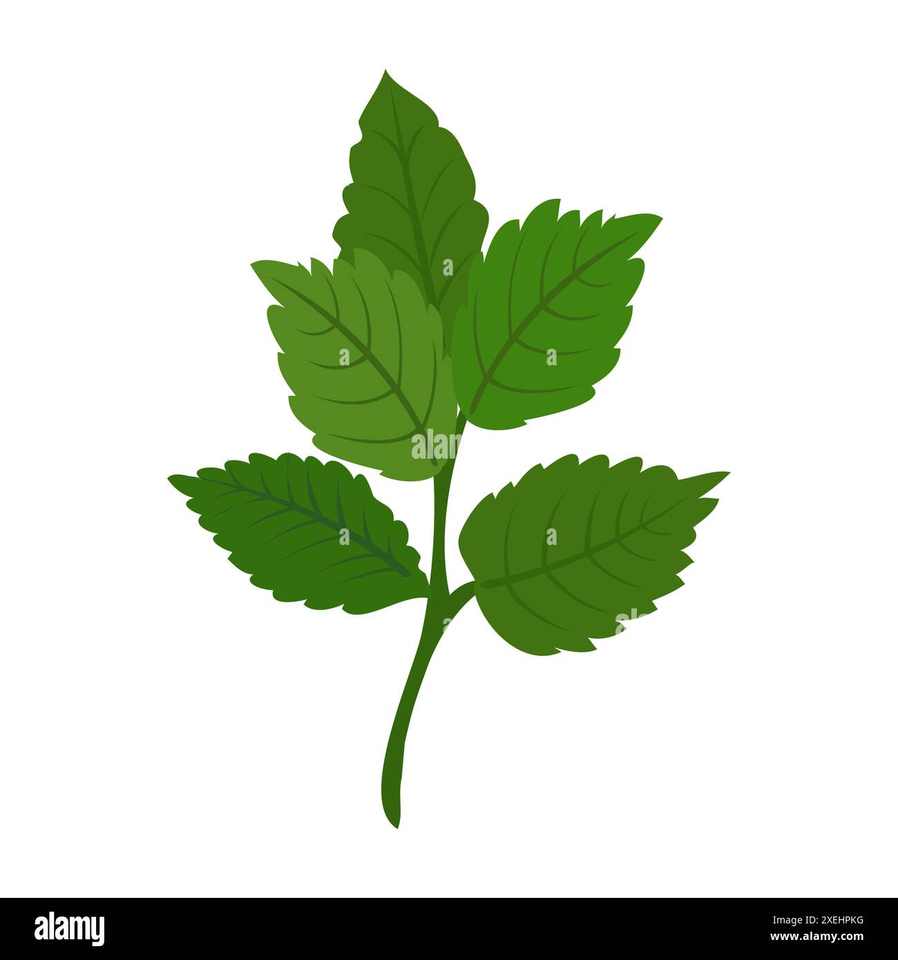 Green Peppermint Branch Icon Stock Vector Image & Art - Alamy