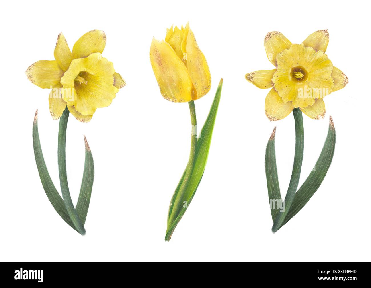A beautiful arrangement of yellow daffodils and tulips on a white ...
