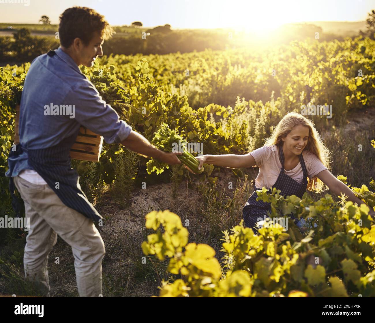 Helping, farmer vegetables and couple farming with harvest for outdoor ...