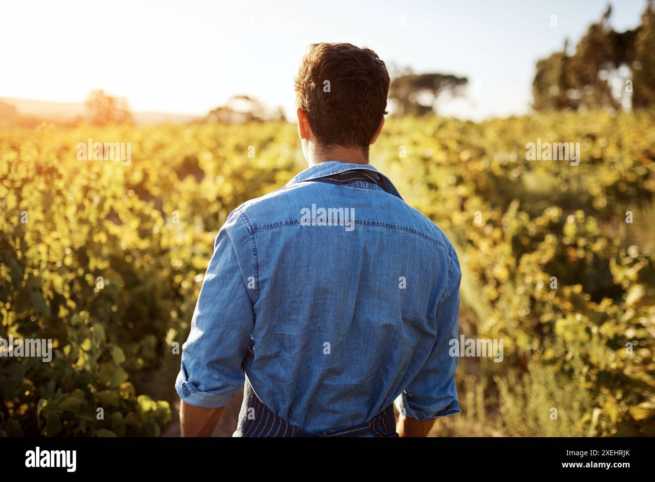 Agriculture, farming and vegetation with man in field to harvest ...
