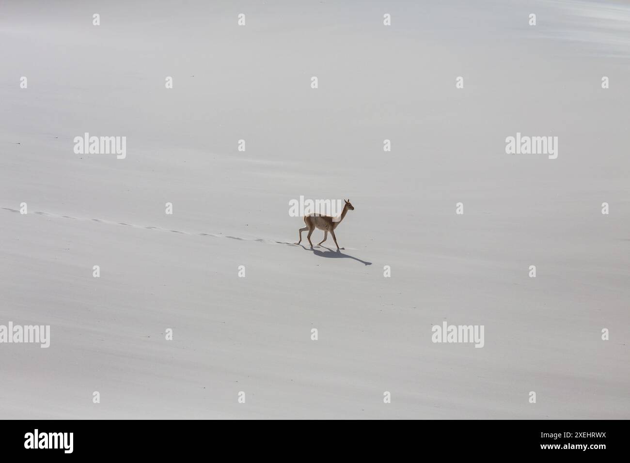 Vicuna habitat hi-res stock photography and images - Alamy