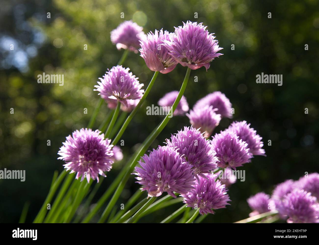Chive flowers, Allium schoenoprasum, Witten, Ruhr area, North Rhine ...